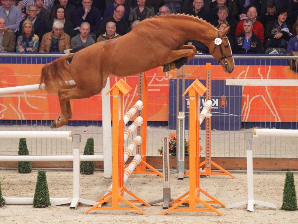 Stallion Show KWPN Keuring Holland - Peter Berkers Sporthorses