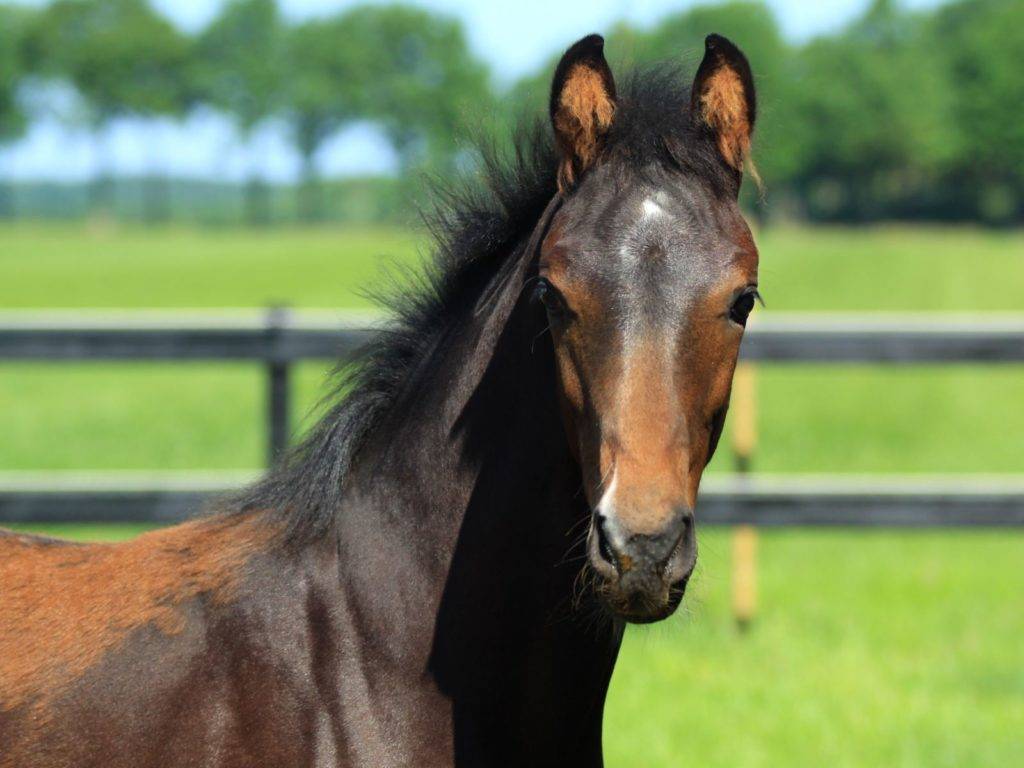 Glock's Zonik Foal for Sale - Peter Berkers Sporthorses