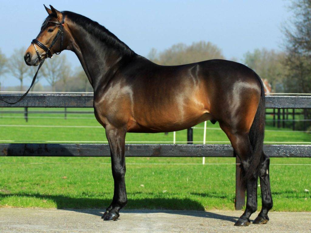 Dutch Dressage Warmblood gelding - Peter Berkers Sporthorses