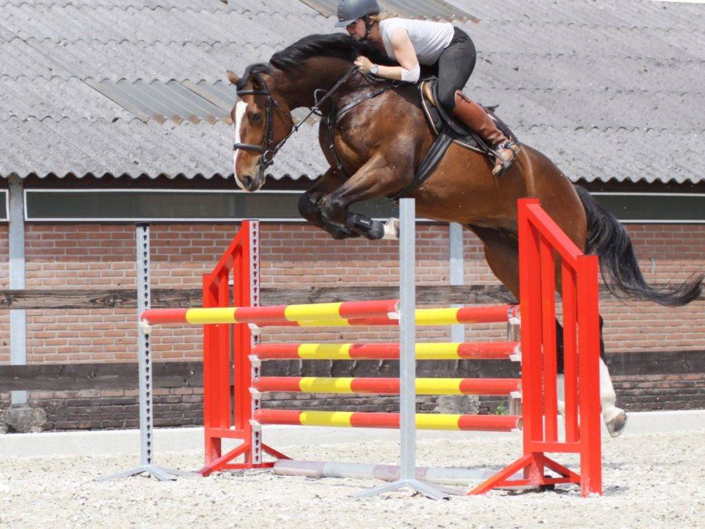 Equestrian Japan show jumping sales - Peter Berkers Sporthorses