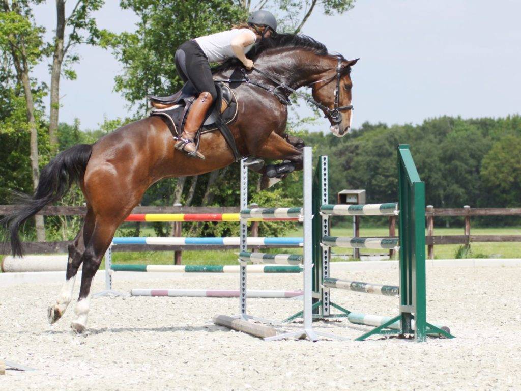 Equestrian Japan show jumping sales - Peter Berkers Sporthorses