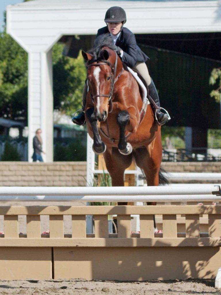 Hunter Jumper gelding sale California - Peter Berkers Sporthorses