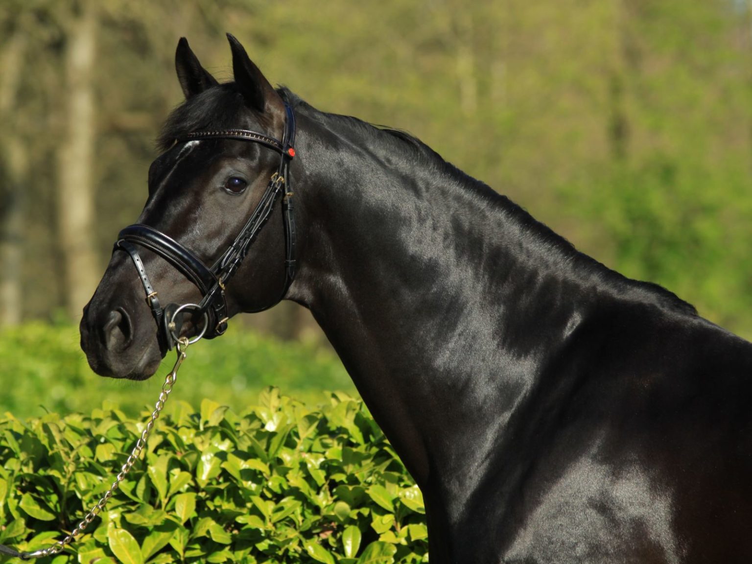 Dressage stallion Governor Totilas for sale - Peter Berkers Sporthorses