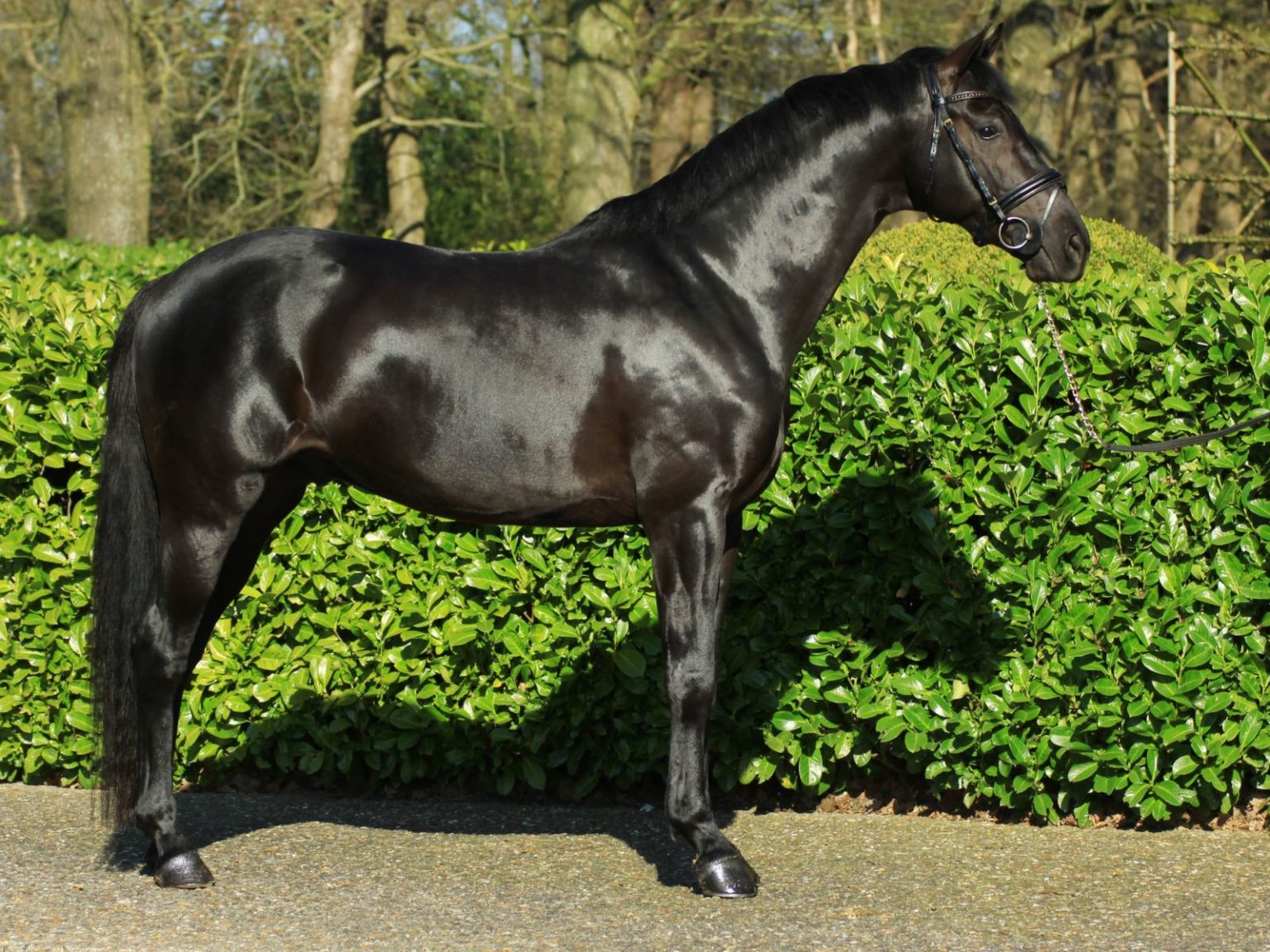 Dressage stallion Governor Totilas for sale - Peter Berkers Sporthorses