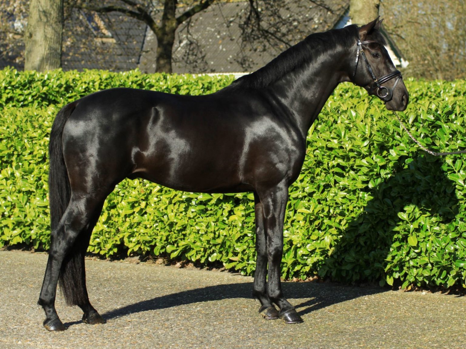 Dressage stallion Governor Totilas for sale - Peter Berkers Sporthorses