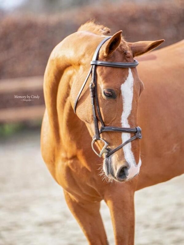 Tangelo - Junior rider Horse for Sale - Peter Berkers Sporthorses