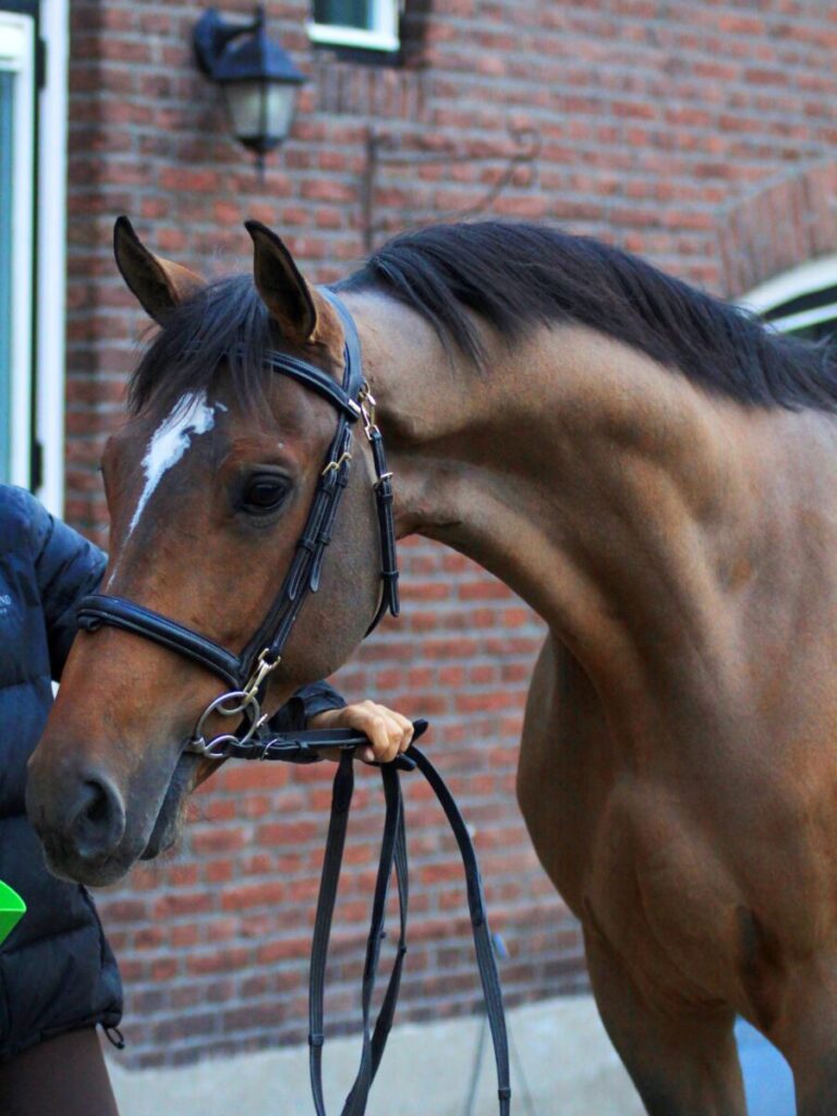 Neymar by Iniesta TN x Calvados x Verdi - Peter Berkers Sporthorses